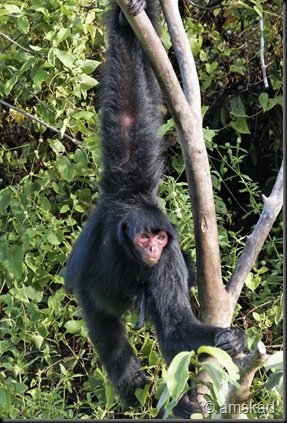 Kila Faune: Singe Araignée ou Kwata ou atèle
